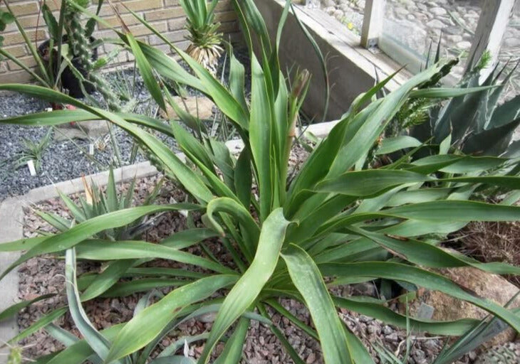 Twist Leaf Yucca, Green – Plant Cowboy