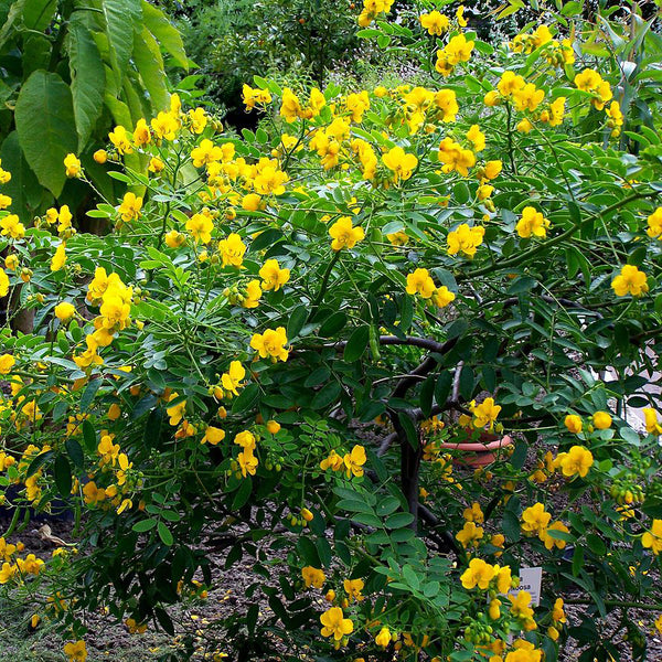 Common Tree Senna – Plant Cowboy
