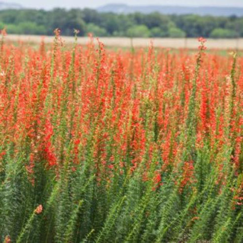 Standing Cypress – Plant Cowboy